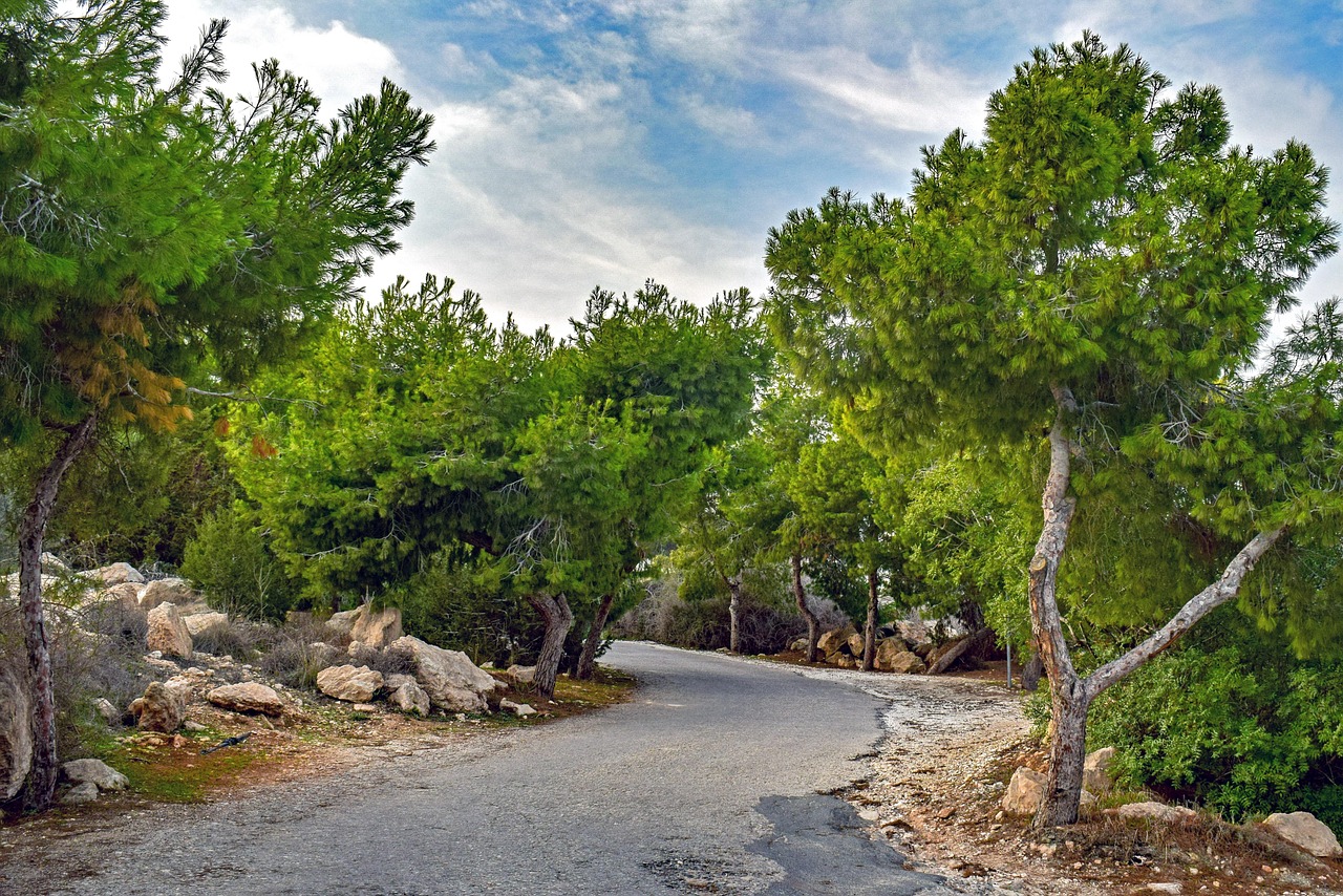 La Carretera Árboles Bosque - Foto gratis en Pixabay
