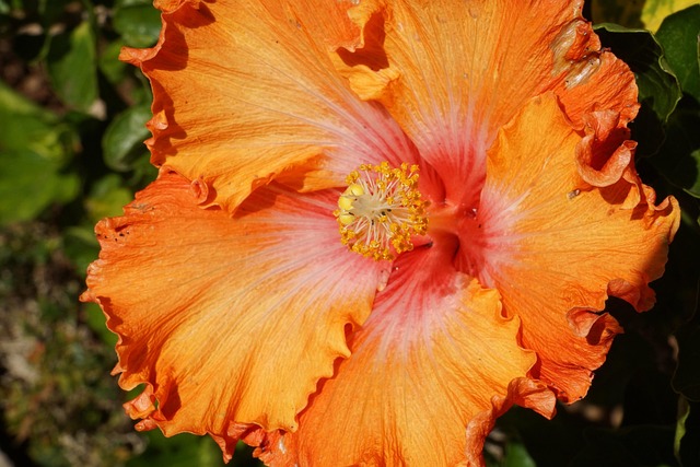 Fleur Hibiscus D'Oranger - Photo gratuite sur Pixabay - Pixabay