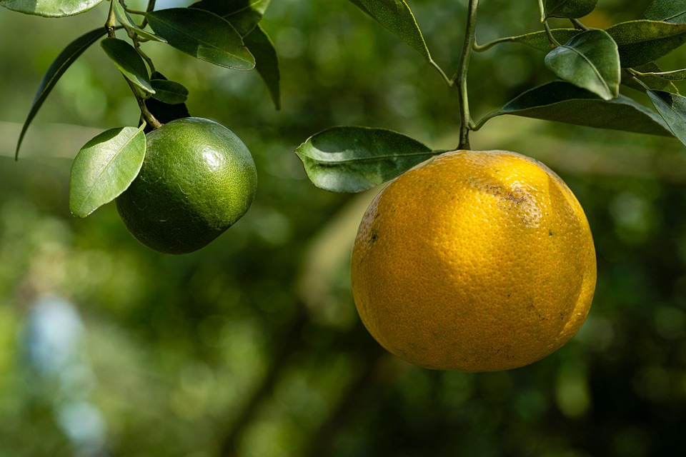 Agrumes Des Fruits - Photo gratuite sur Pixabay - Pixabay