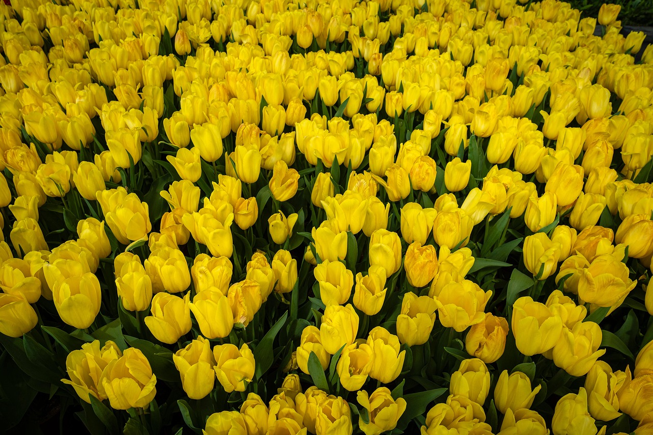 Tulips Yellow Flowers - Free photo on Pixabay