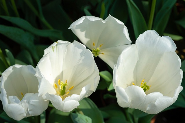 Flowers Nature Bloom - Free photo on Pixabay