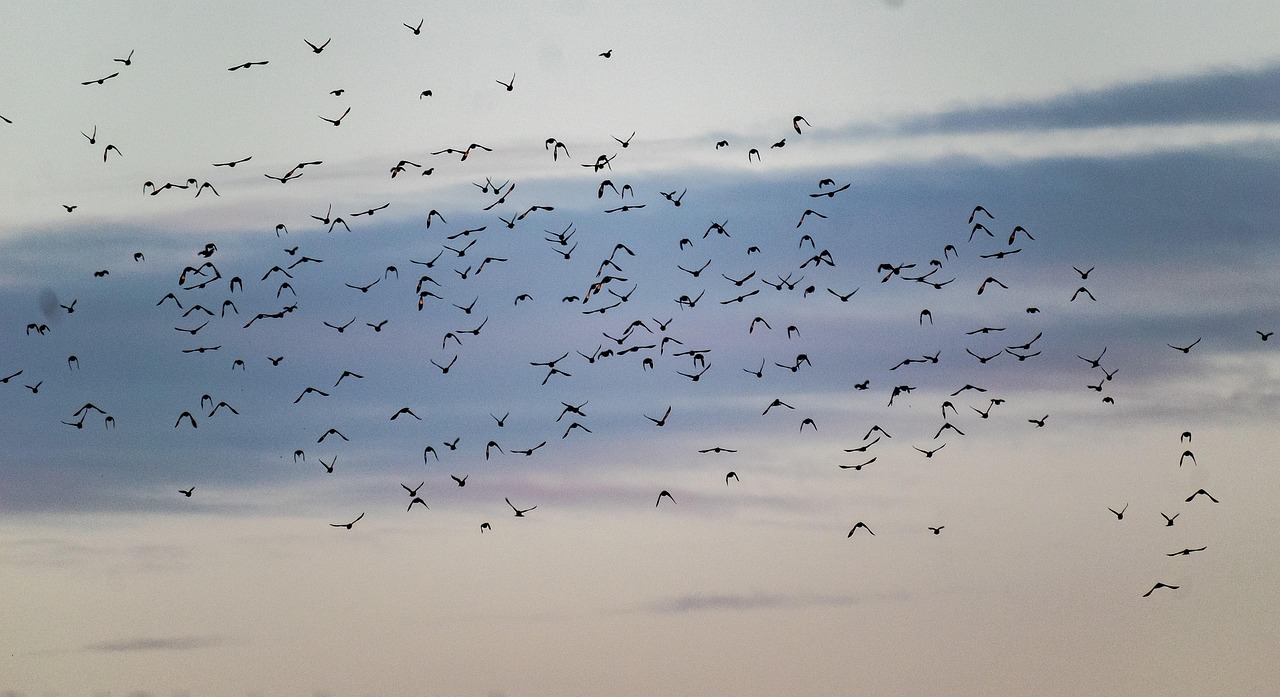 Zwerm Vogels Trekvogels Vliegende - Gratis foto op Pixabay - Pixabay