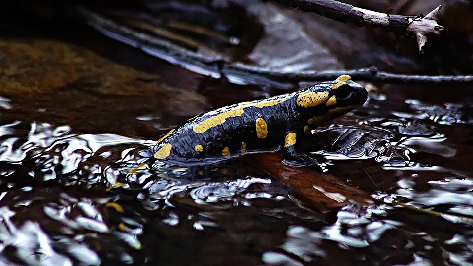 Lizard Salamander - Free photo on Pixabay