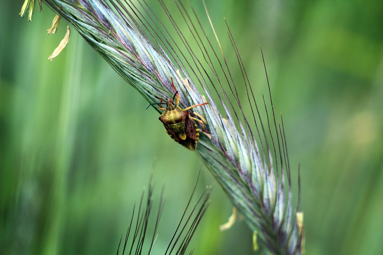 Bug Parasite Wheat Ear - Free photo on Pixabay - Pixabay