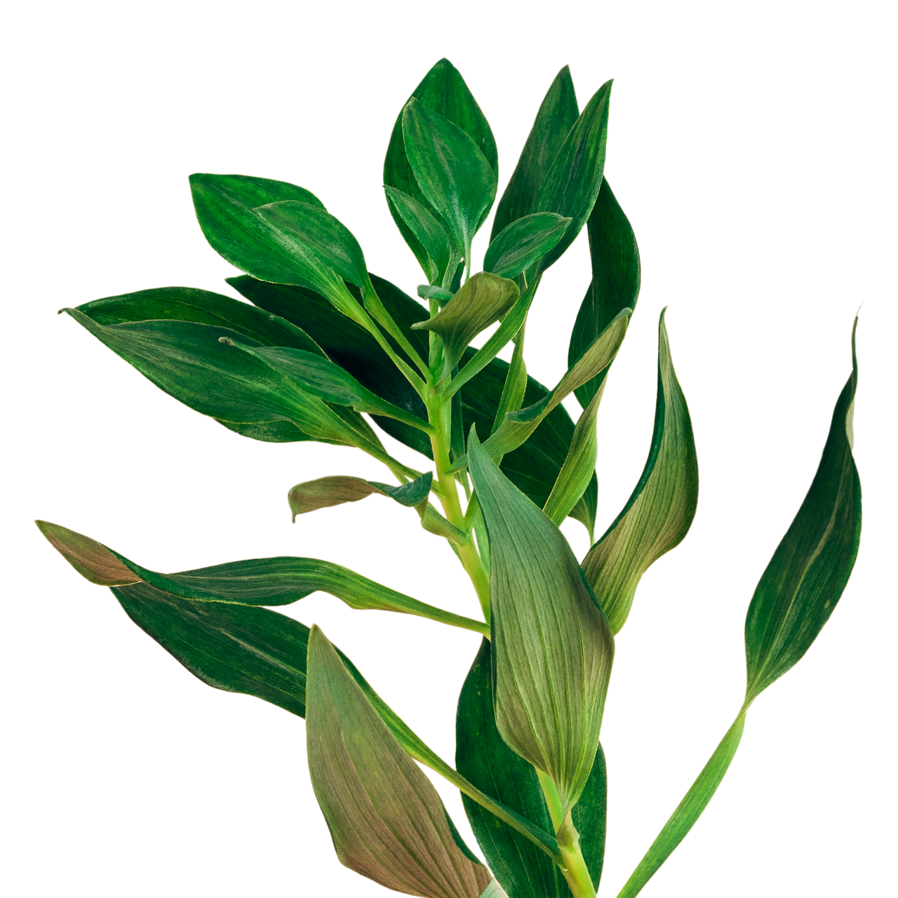 Natureza Floresta Folhas - Imagens grátis no Pixabay - Pixabay
