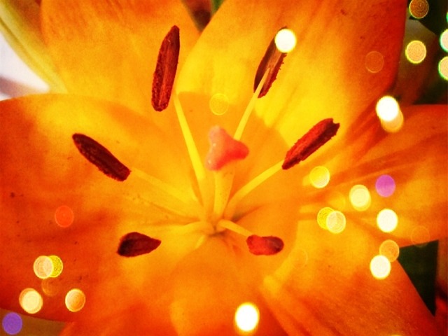 Lily Flower Free Photo On Pixabay Pixabay 5138