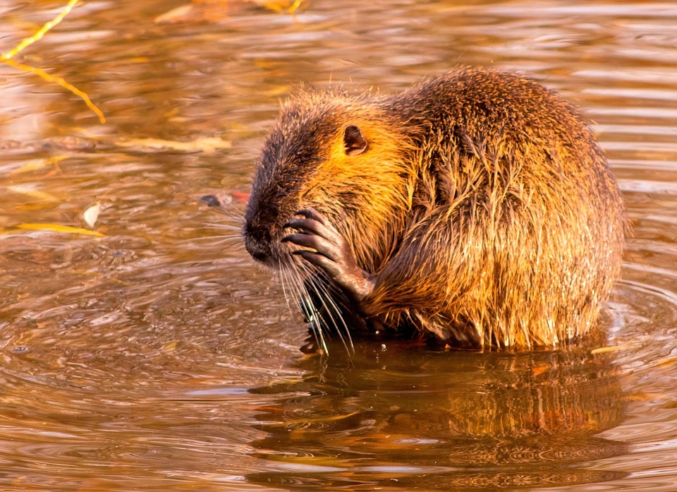 Animal Nutria Rongeur - Photo gratuite sur Pixabay