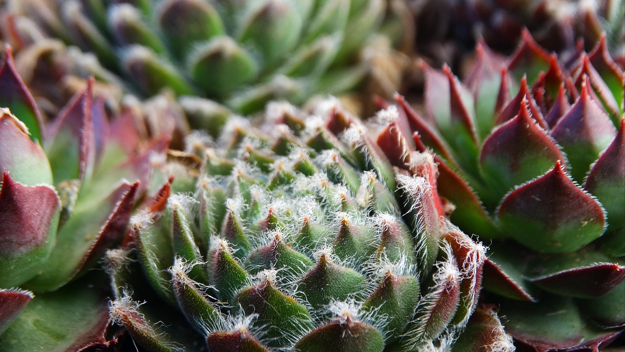 Nature Plant Botany - Free photo on Pixabay - Pixabay