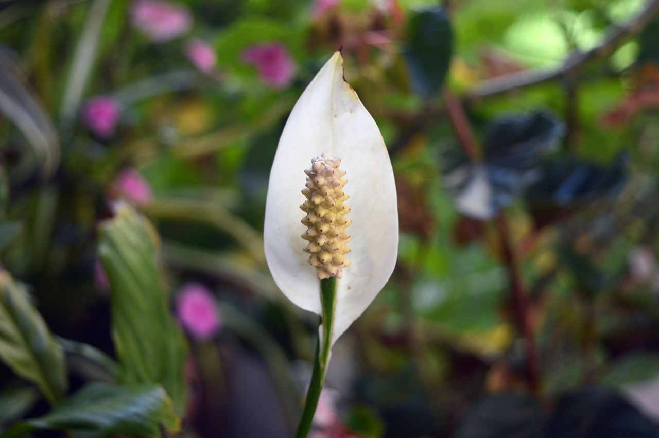 Fleur Bloom Botanique - Photo gratuite sur Pixabay - Pixabay