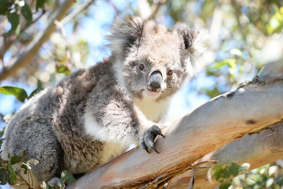 Koala Australia Hewan Berkantung - Foto gratis di Pixabay - Pixabay