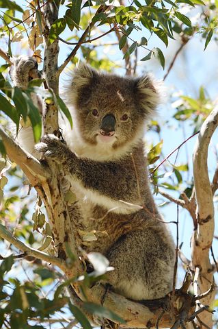 400+ Free Koala & Australia Images