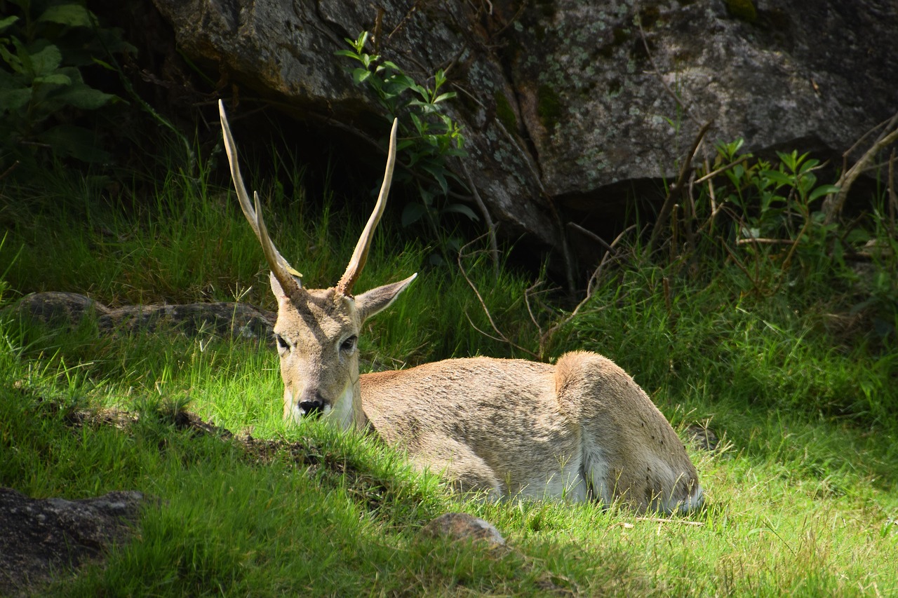 Animal Cerf Cornes - Photo gratuite sur Pixabay - Pixabay