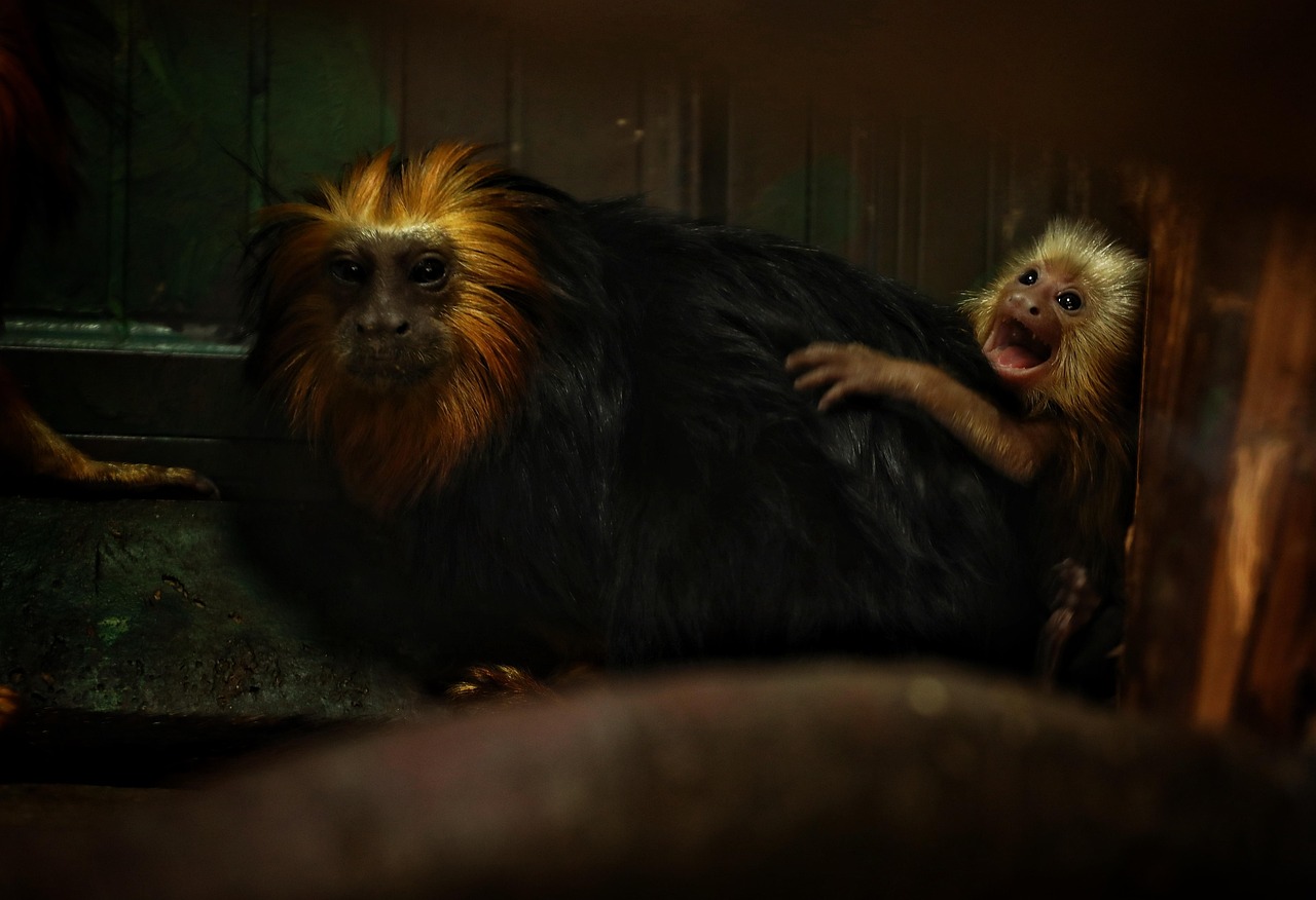 Animal Mammifère Singe - Photo gratuite sur Pixabay - Pixabay