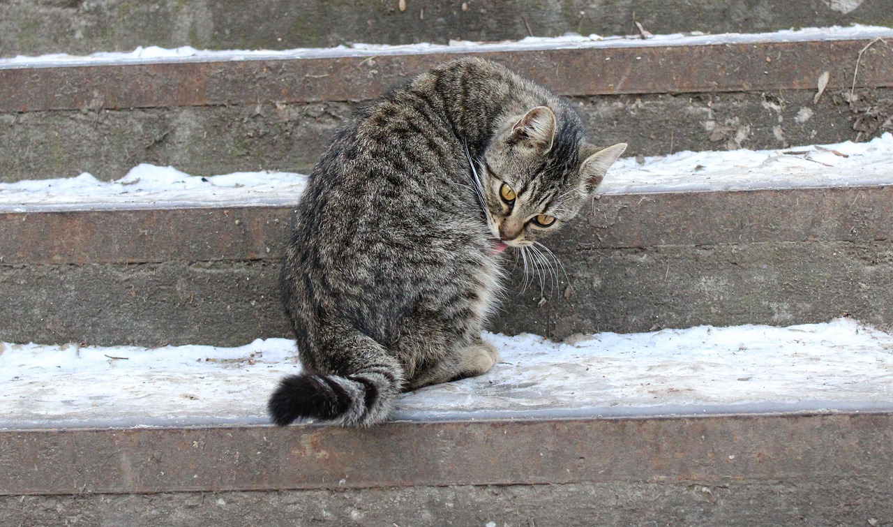 Animal Gato Felino - Foto gratuita no Pixabay - Pixabay