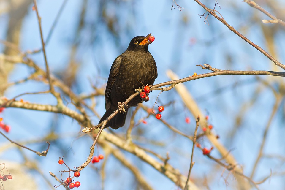 Pájaro Mirlo Ornitología - Foto gratis en Pixabay - Pixabay