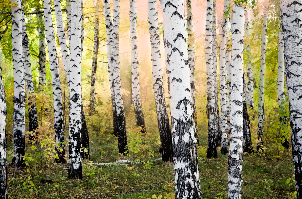 Árboles Abedul Naturaleza - Foto gratis en Pixabay - Pixabay