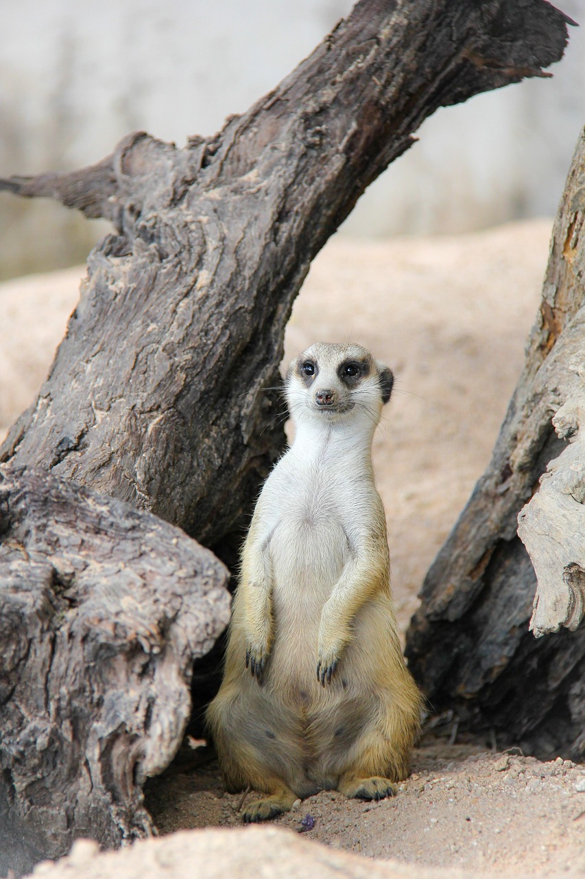 Meerkat Animal Mammal - Free photo on Pixabay - Pixabay