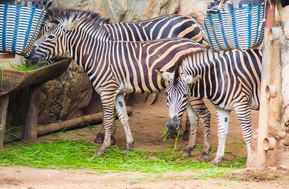 Zebra Pferd Tier Wilde - Kostenloses Foto auf Pixabay - Pixabay