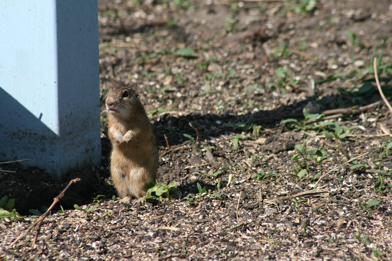 Animal Mamífero Esquilo - Foto gratuita no Pixabay - Pixabay