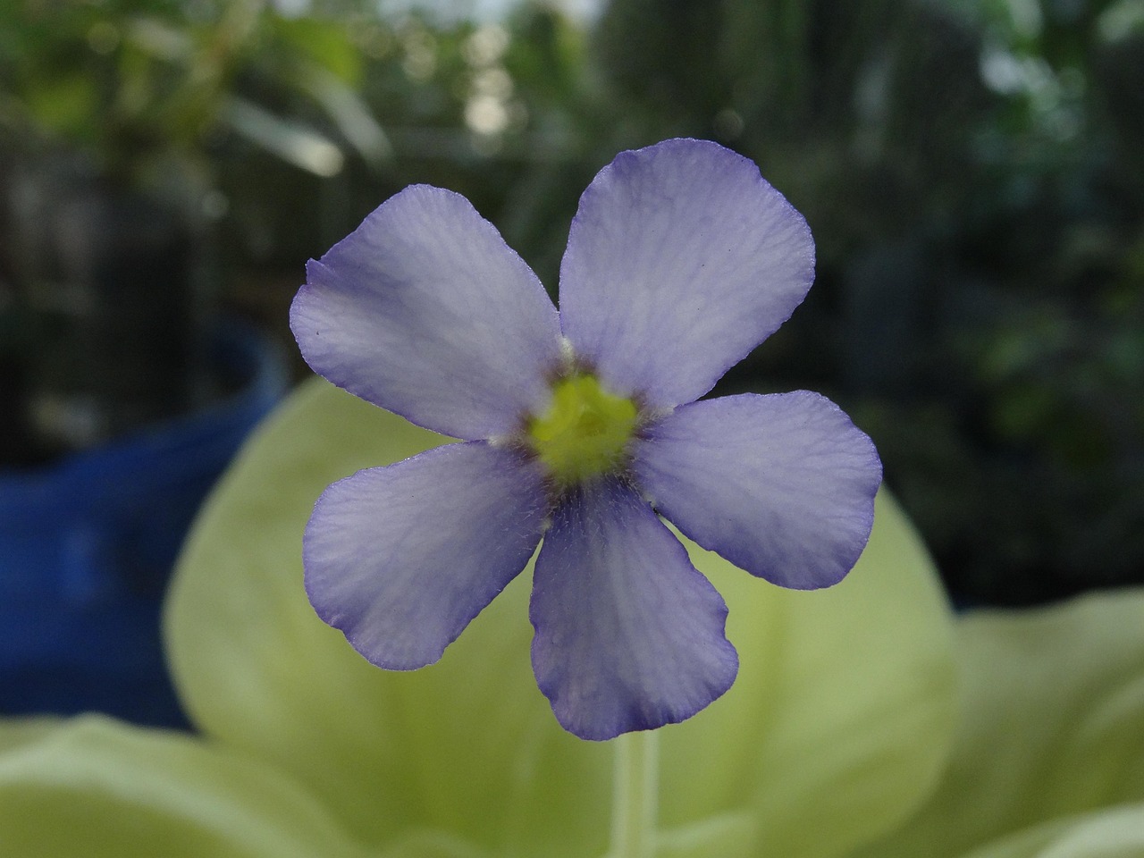 Blume Lila Carnivora - Kostenloses Foto auf Pixabay - Pixabay