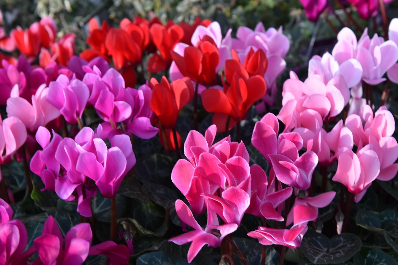 Cyclamens Flowers Garden - Free photo on Pixabay