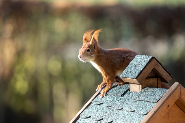 Animal Squirrel Mammal - Free photo on Pixabay - Pixabay