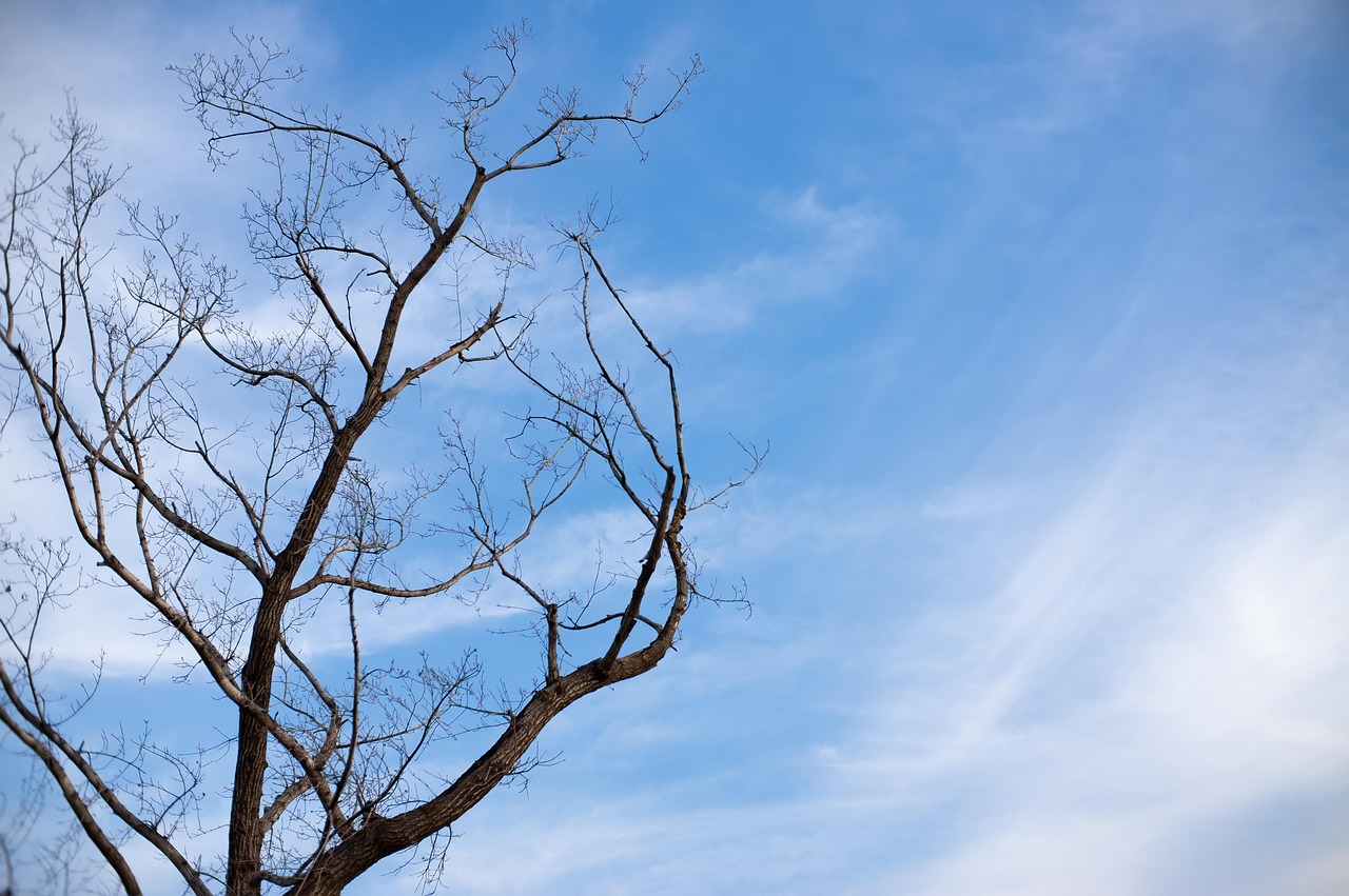Arbre Ciel Nature Des - Photo gratuite sur Pixabay - Pixabay