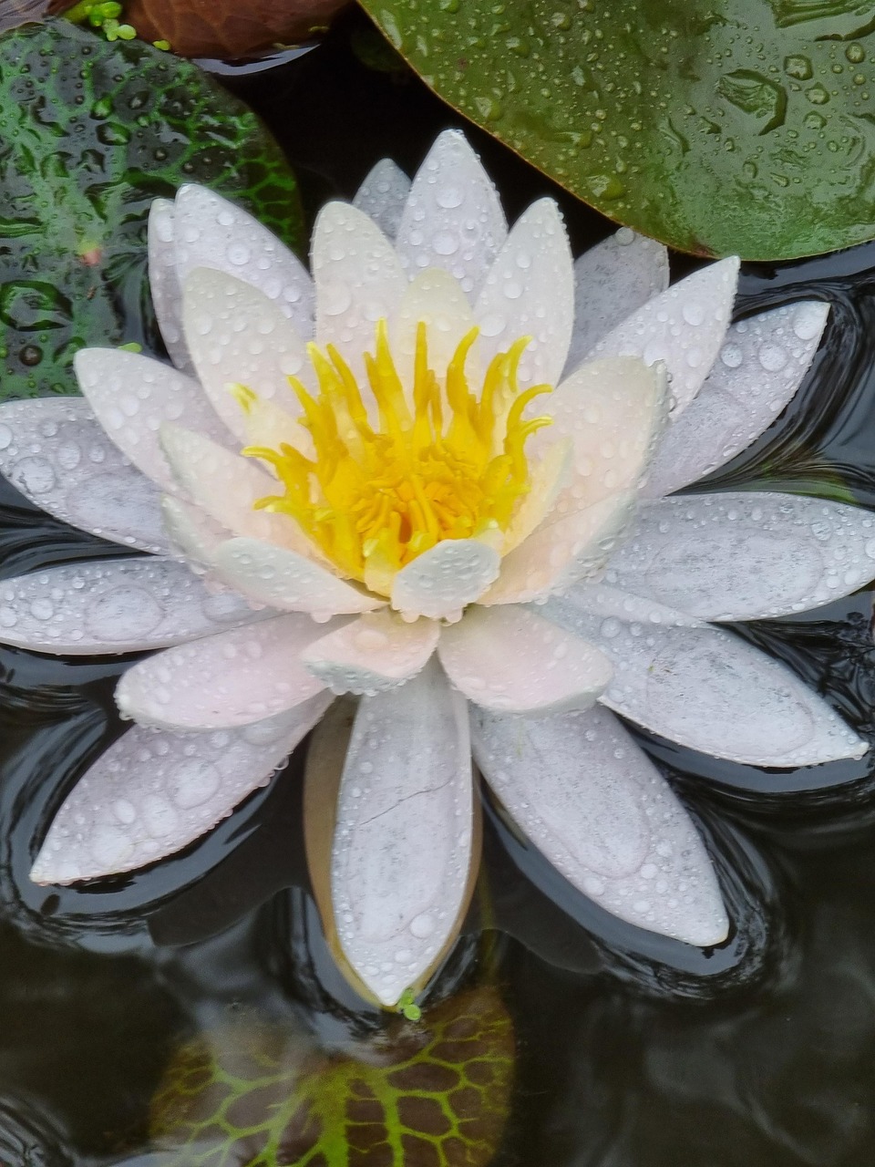 Lotus Fleur Étang - Photo gratuite sur Pixabay - Pixabay
