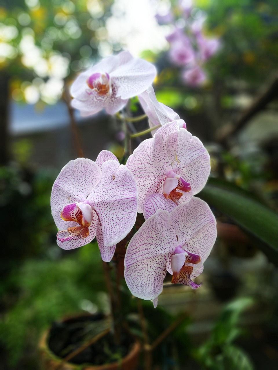 Orchid Fireworks Flower - Free photo on Pixabay - Pixabay