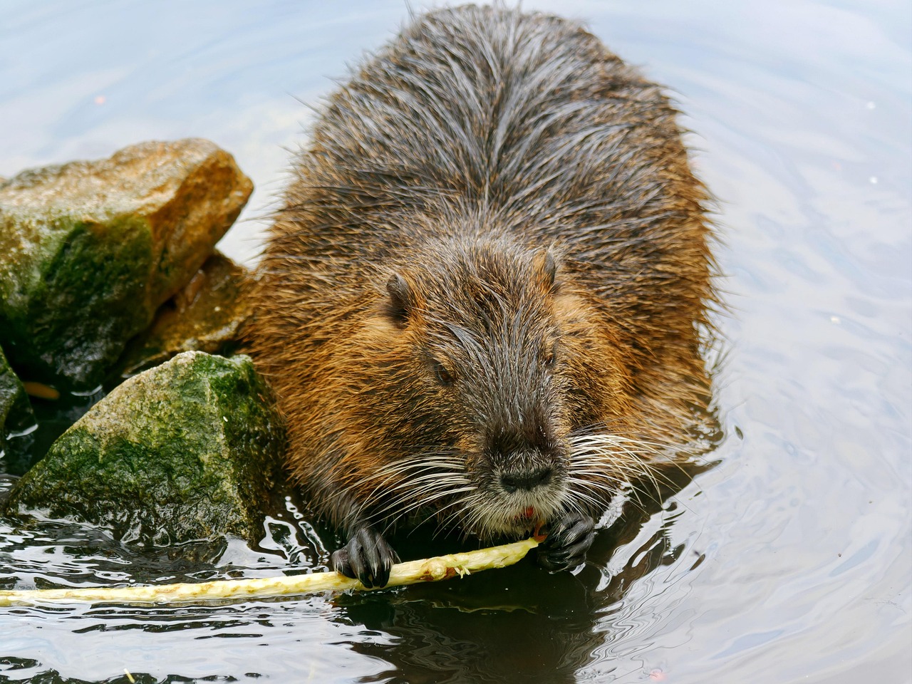 Myocastor Coypus Rodent Animal - Free photo on Pixabay - Pixabay