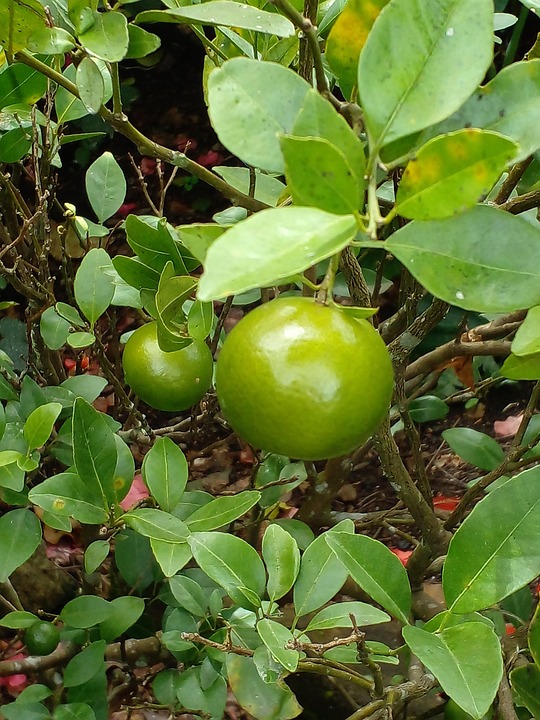 Citrus Fruit Orange Green - Free photo on Pixabay - Pixabay