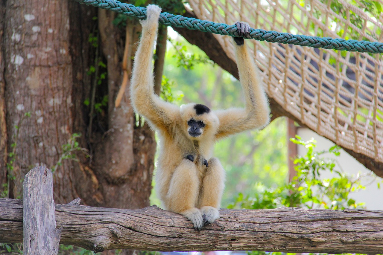 Animal Macaco Mamífero - Foto gratuita no Pixabay - Pixabay