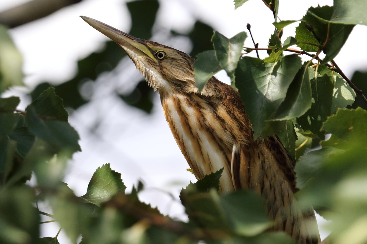 Bittern Bird Animal - Free photo on Pixabay - Pixabay
