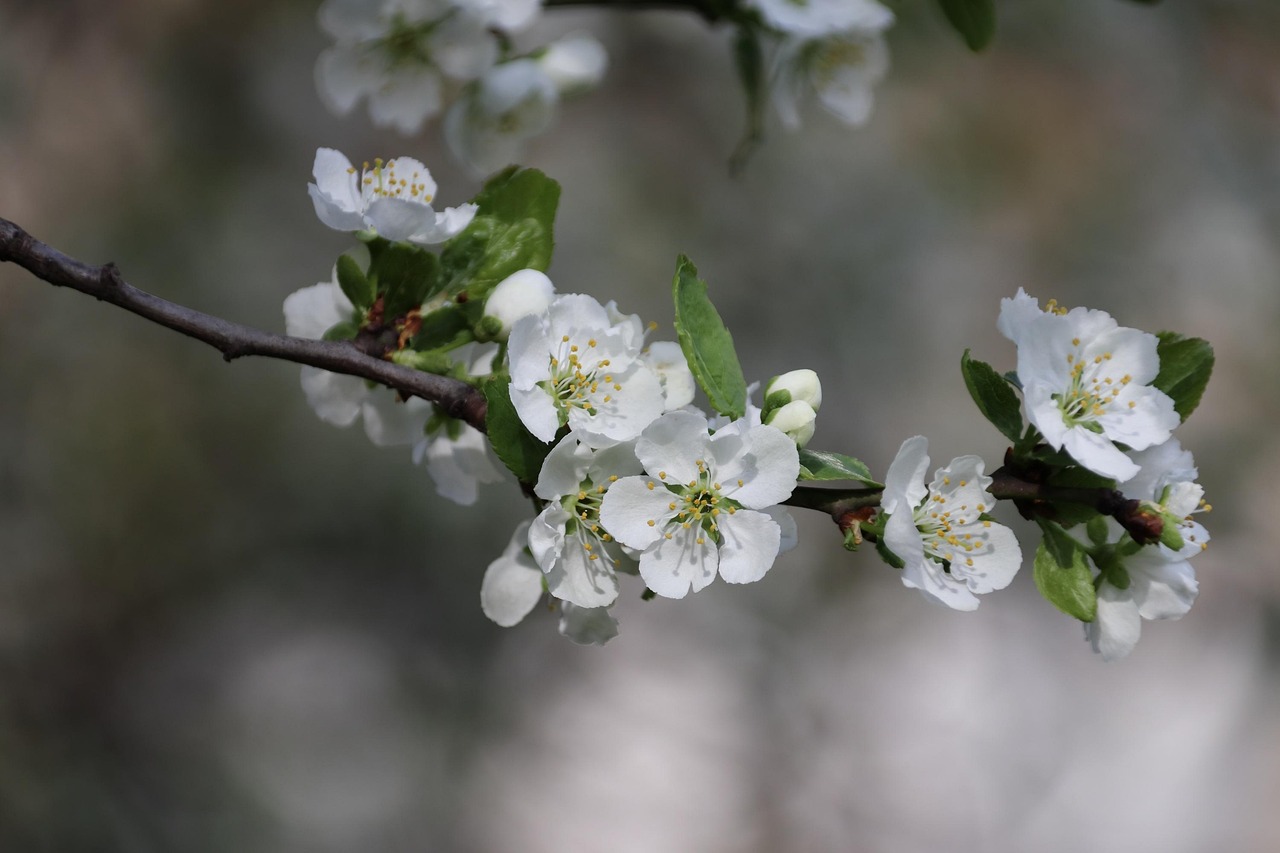 500+ Free Hawthorn & Nature Images - Pixabay