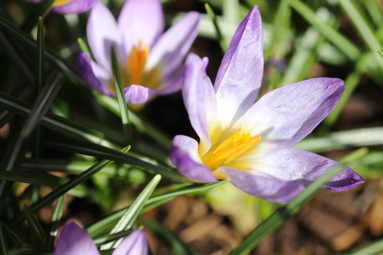Crocus Spring Primrose - Free photo on Pixabay - Pixabay