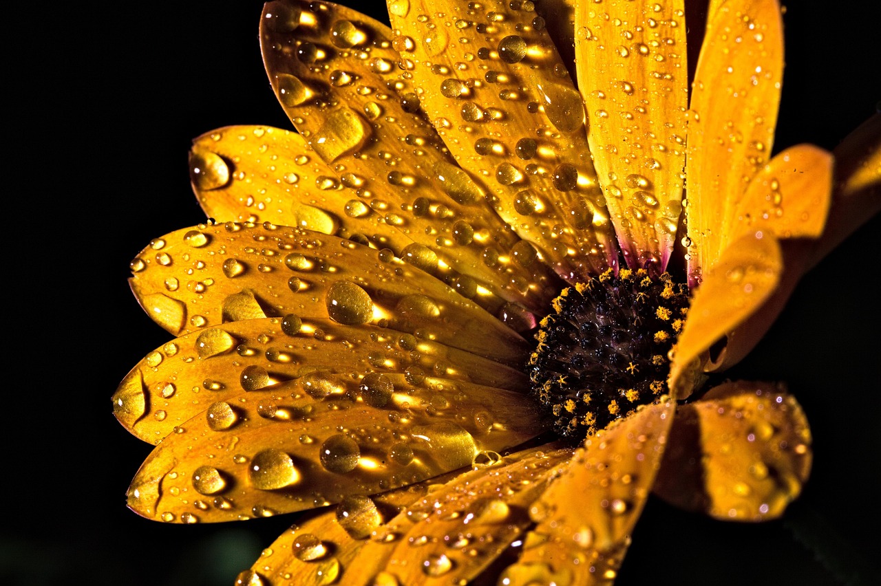 Afrikaanse Daisy Bloem Dauw - Gratis foto op Pixabay - Pixabay