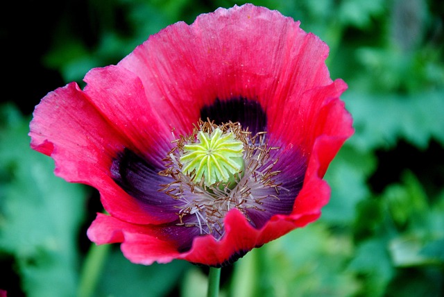 Opium Bunga Putik - Foto gratis di Pixabay - Pixabay
