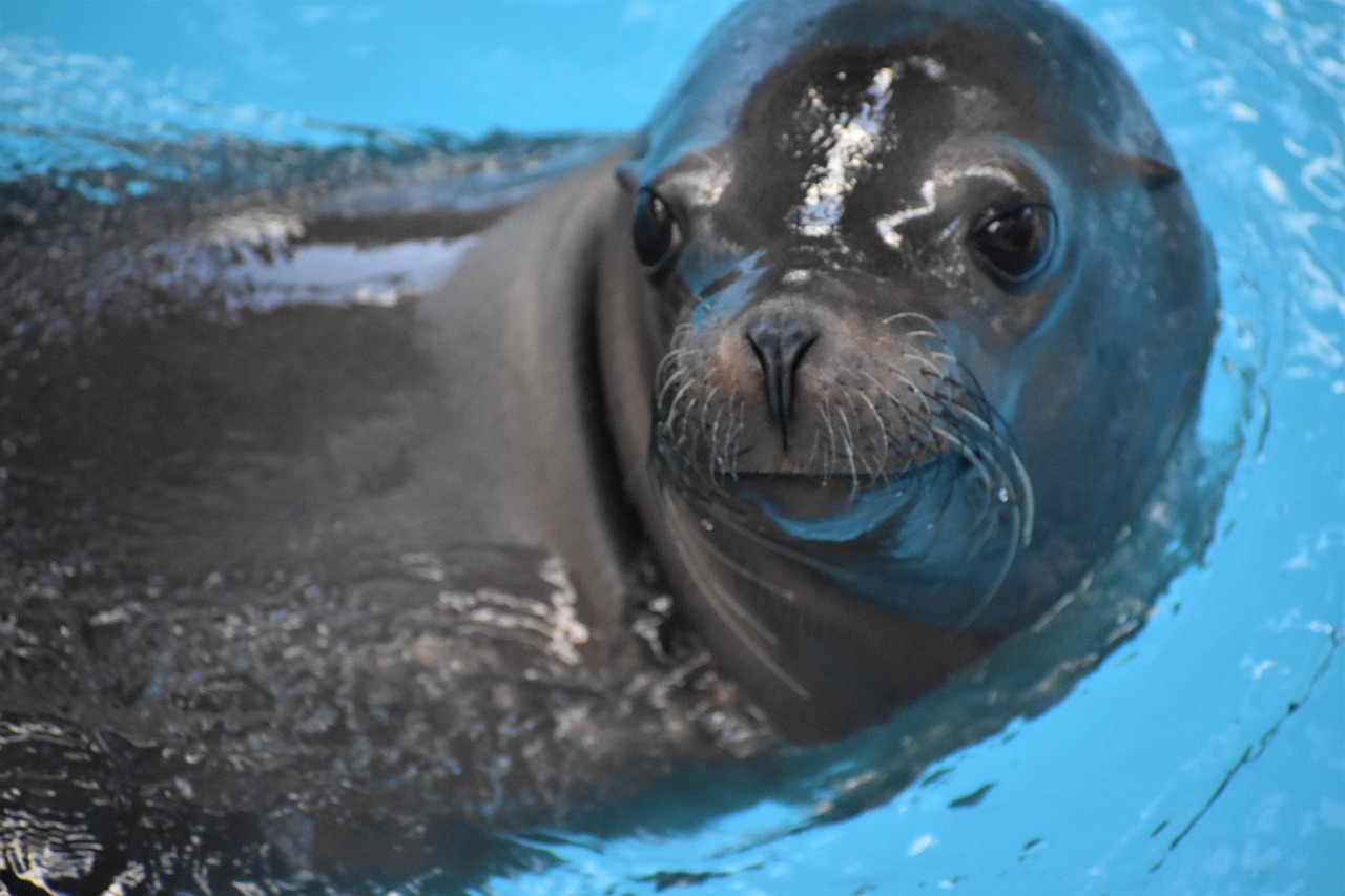 Wildlife Sea Lion Marine - Free photo on Pixabay