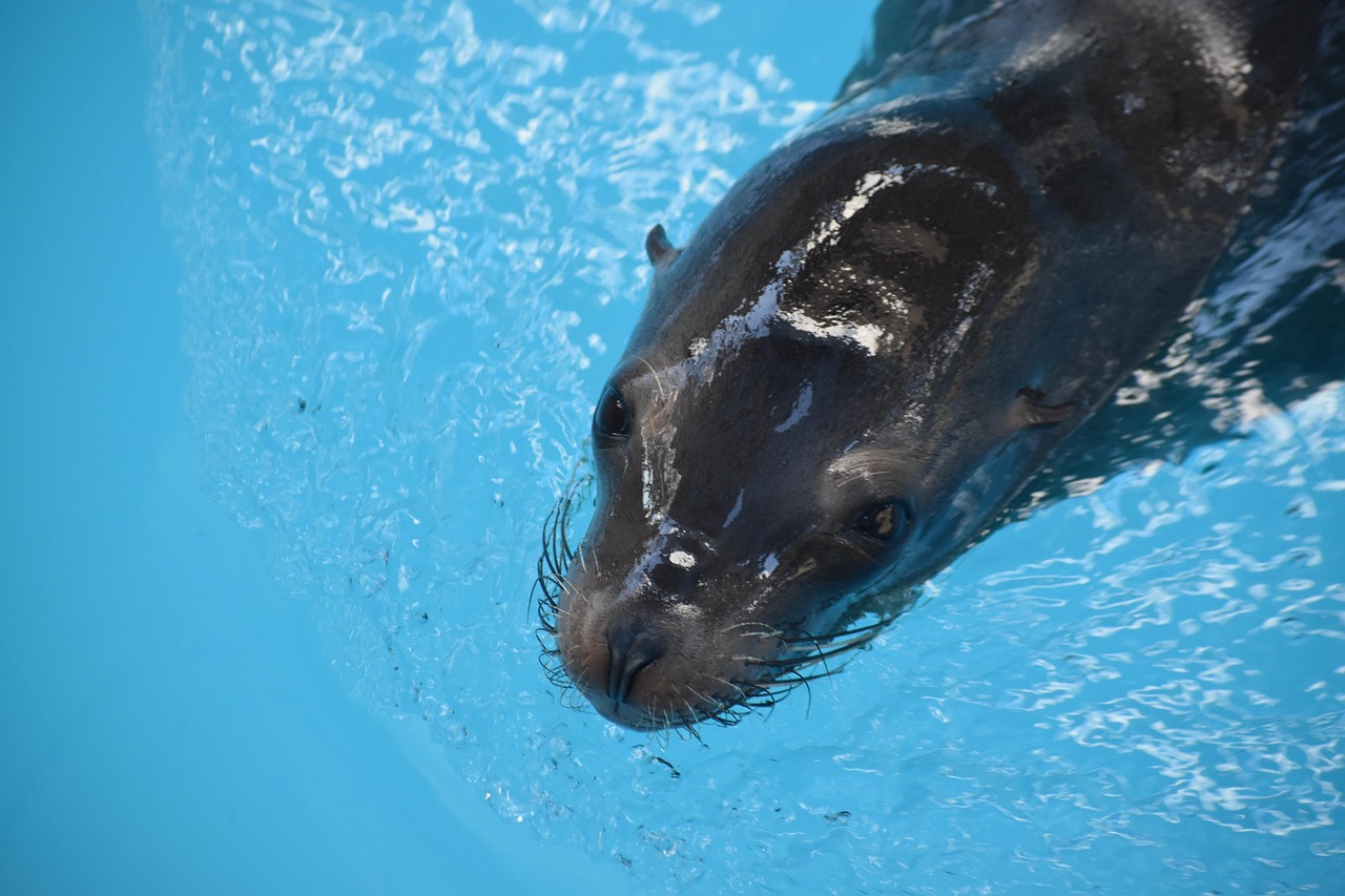 Wildlife Sea Lion Marine - Free photo on Pixabay - Pixabay