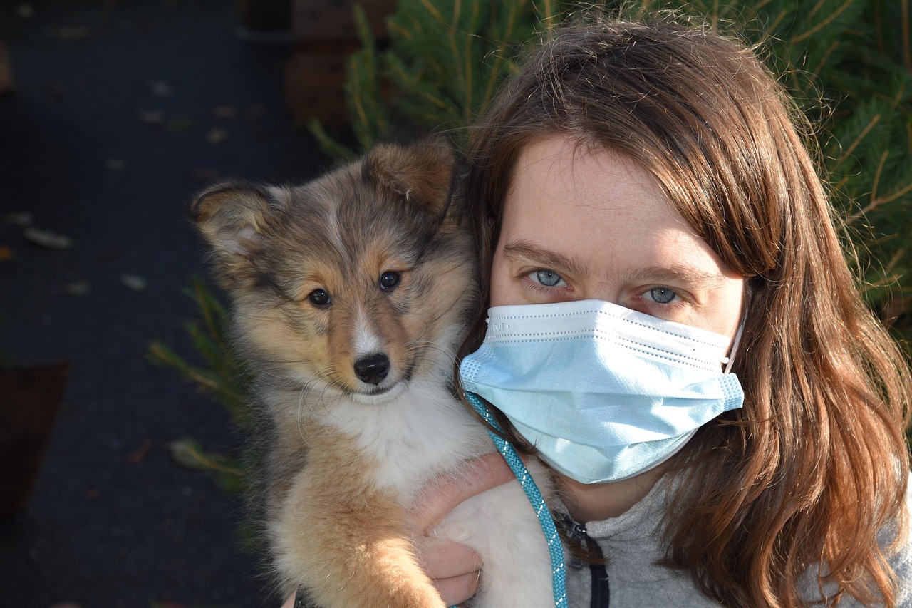 Puppy Shetland Sheepdog Young - Free photo on Pixabay - Pixabay