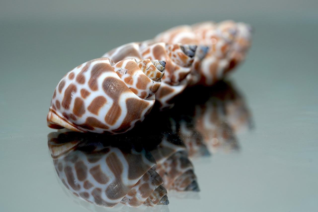 Meer dan 2 gratis afbeeldingen van Babylonie en Schelpen - Pixabay