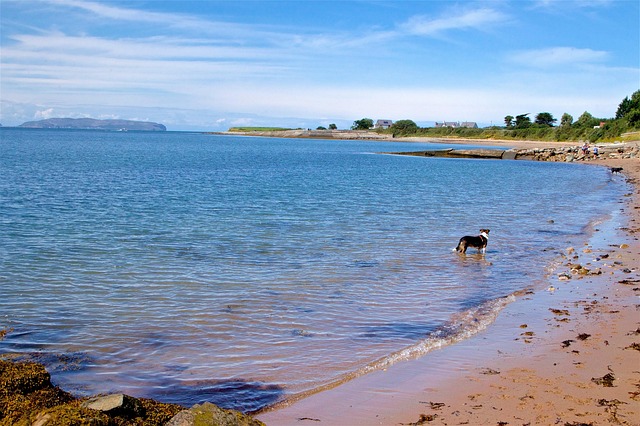 Cachorro Praia Bicho De Estimação - Foto gratuita no Pixabay - Pixabay