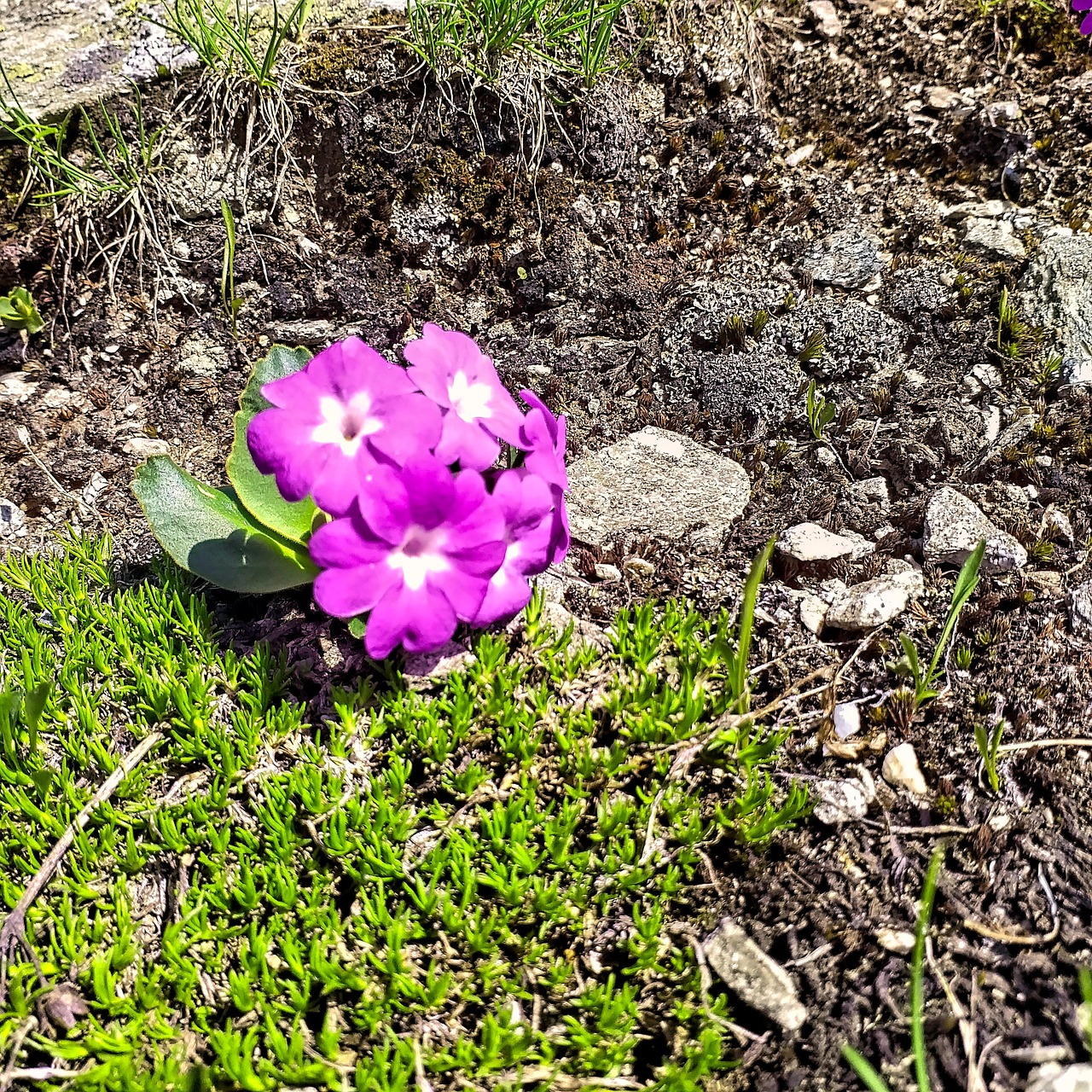 Blomma Natur Vild - Gratis foto på Pixabay - Pixabay