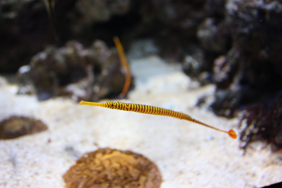 Fish Sea - Free photo on Pixabay - Pixabay