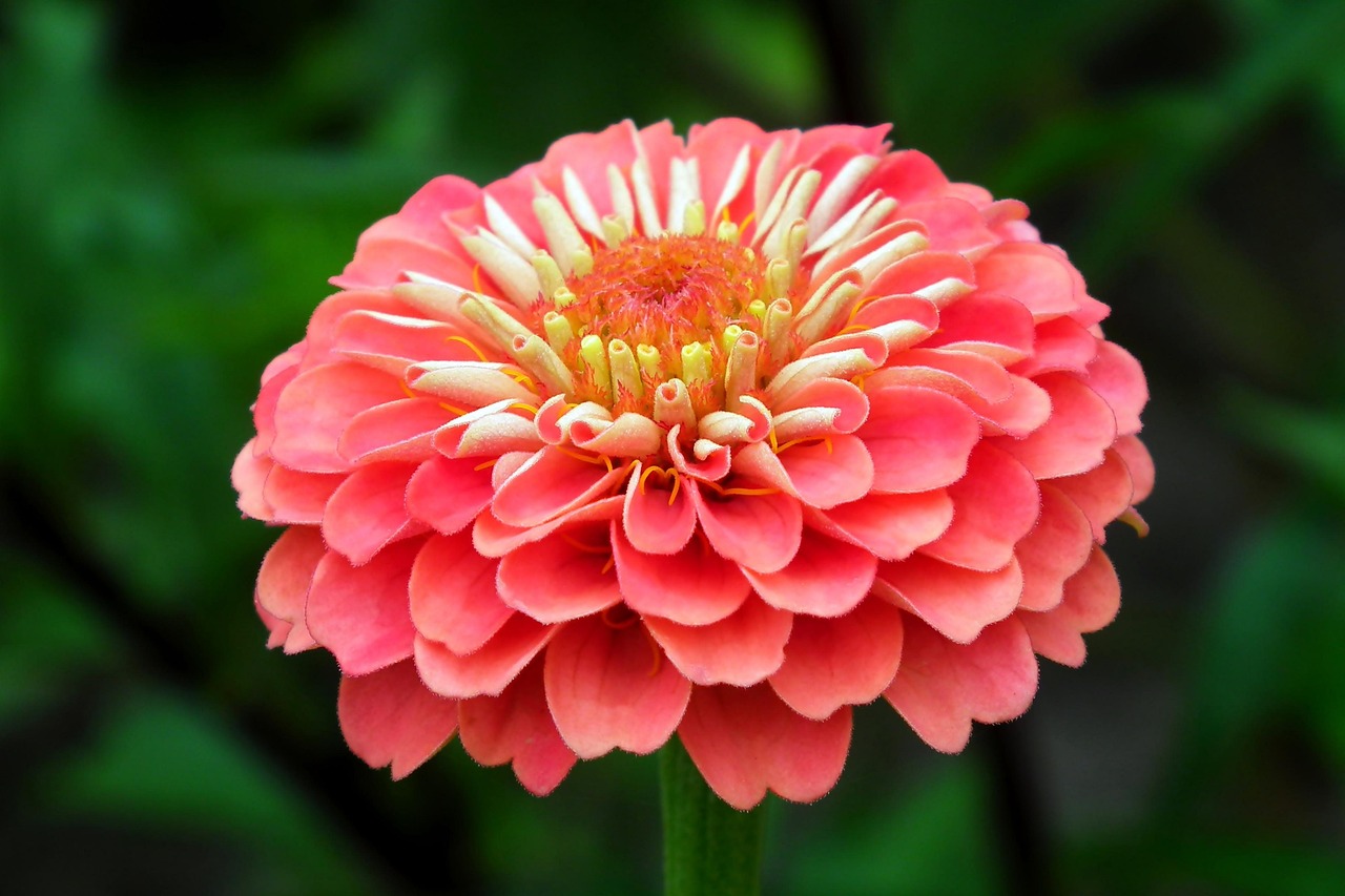 Zinnia Flower Pink - Free photo on Pixabay - Pixabay