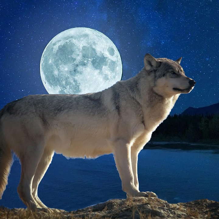 Wolf Natur Lauffeuer Die Kostenloses Foto Auf Pixabay Pixabay