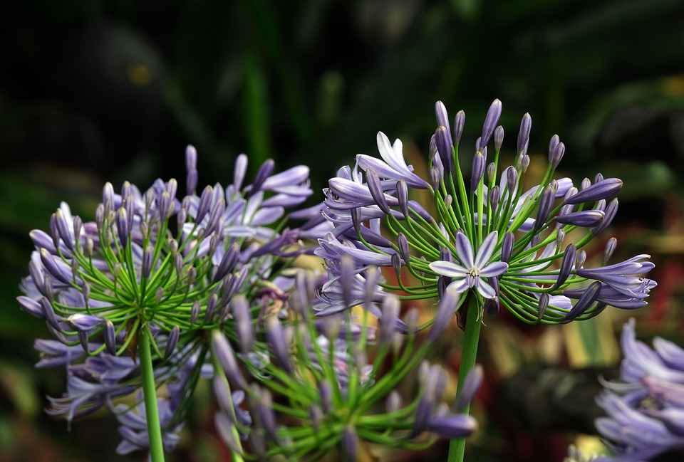 African Lilies Purple Flowers - Free photo on Pixabay