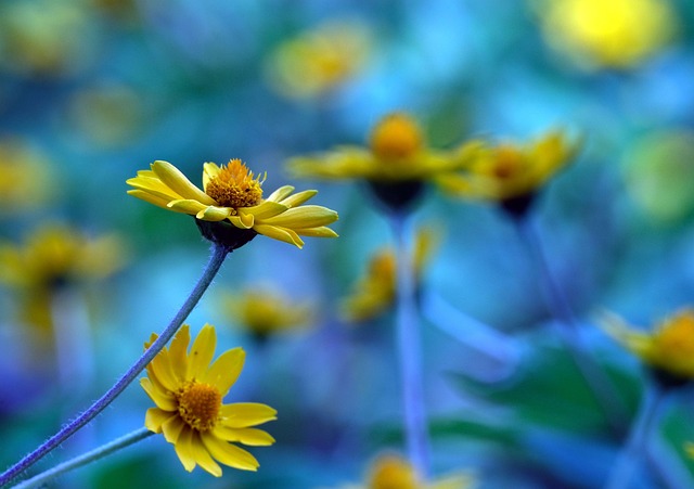 Fleurs Jaunes Flore - Photo gratuite sur Pixabay