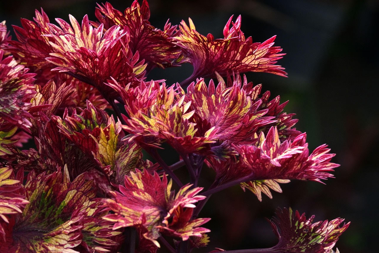 Coleus Red Colored Leaves Nature - Free photo on Pixabay - Pixabay