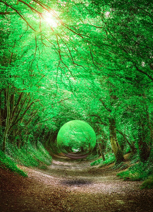 Rainforest Forest Peace - Free photo on Pixabay